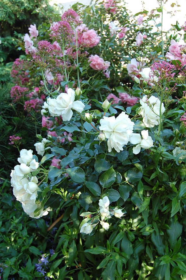 Róża White Meillandina – Rozarium